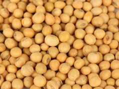 Semi della salute: come inserirli nella tua dieta - Melarossa