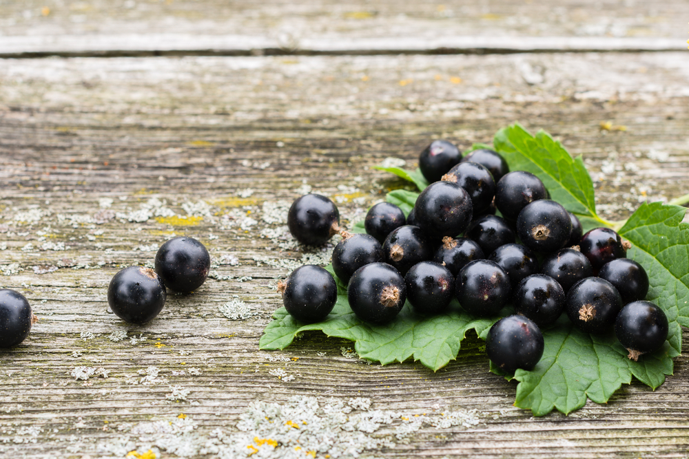 Ribes: Tutte le proprietà e i benefici dei ribes per la tua salute ...