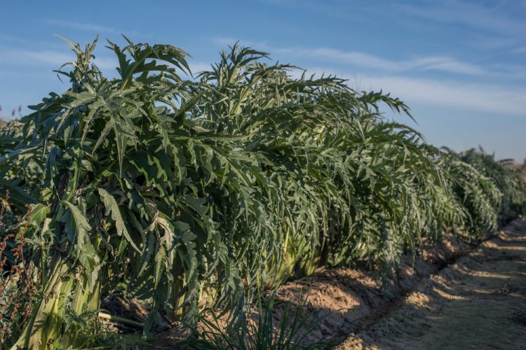 Cardi: proprietà, benefici e utilizzo in cucina - Melarossa