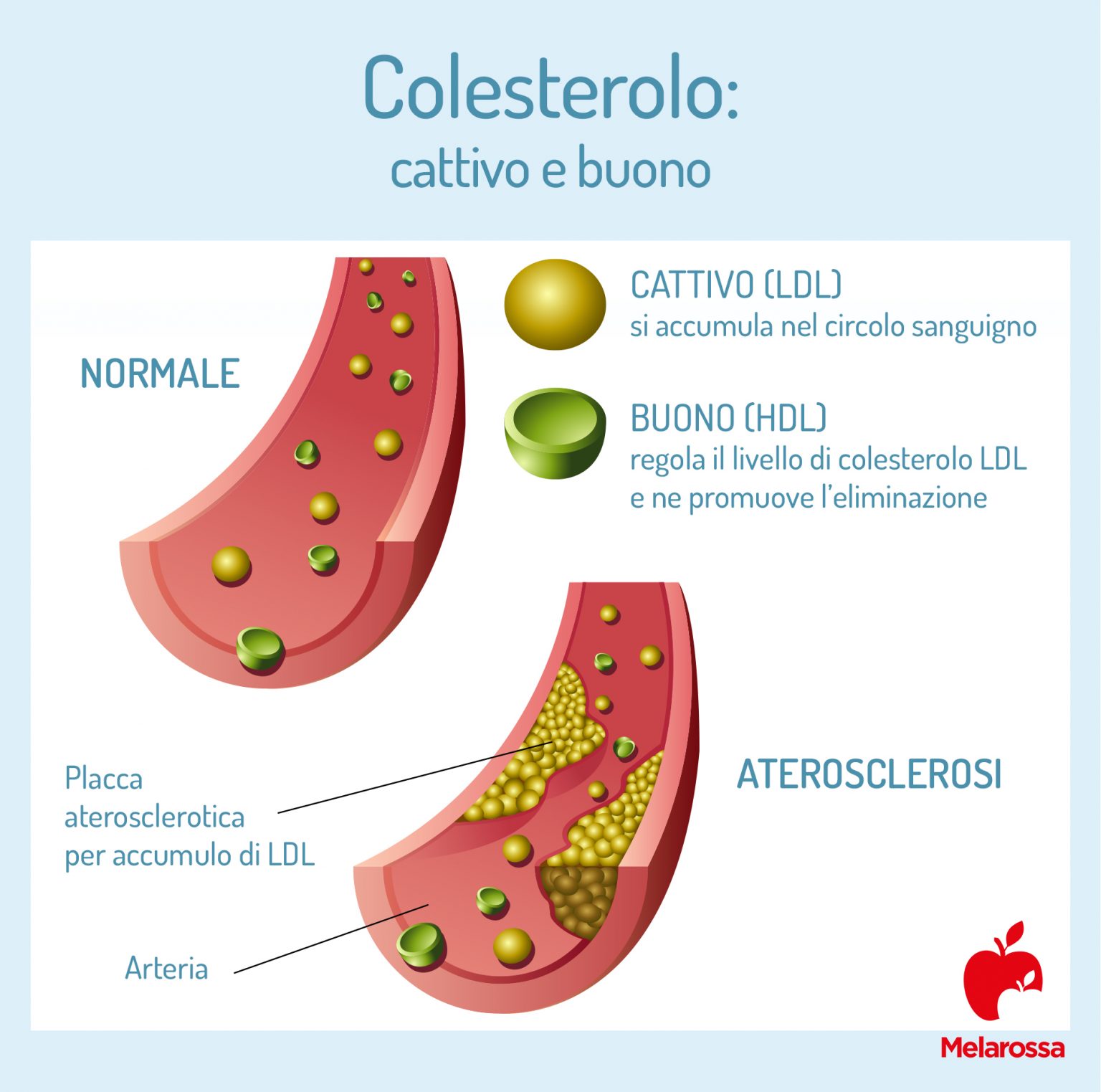 Colesterolo: cos'è e come combattere l'ipercolesterolemia - Melarossa