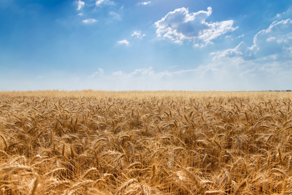 Farro: proprietà, benefici, calorie e come cucinarlo - Melarossa