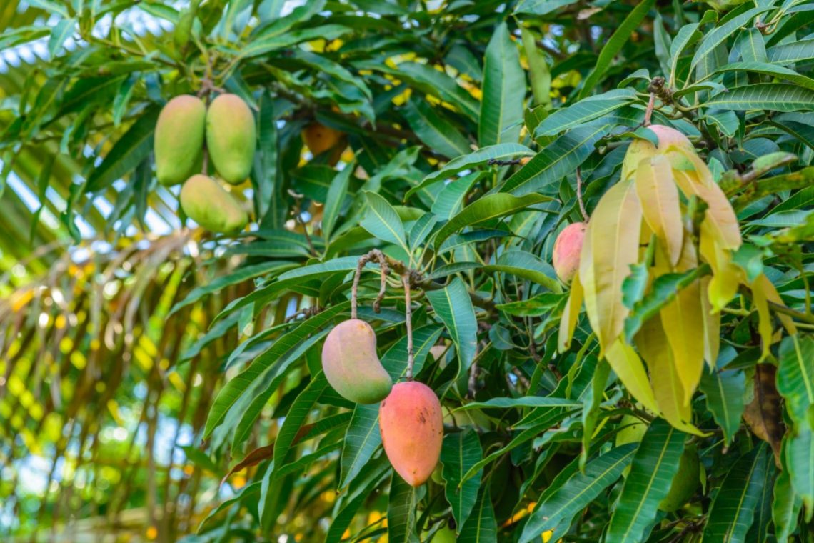 Il mango: proprietà, benefici ed utilizzo in cucina - Melarossa