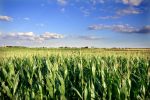 Mais: proprietà, valori nutrizionali, benefici e ricette - Melarossa
