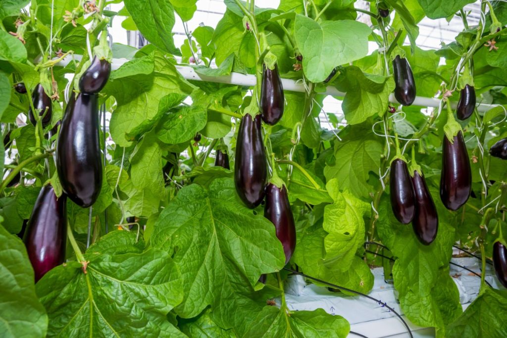 Melanzana: proprietà, benefici e utilizzo in cucina - Melarossa