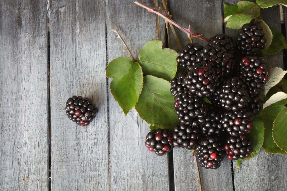 More: proprietà, benefici e utilizzo in cucina - Melarossa