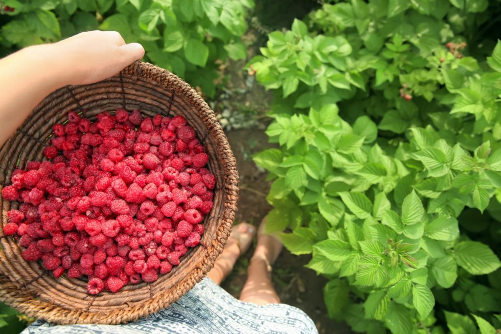 Lamponi: proprietà nutrizionali e benefici per la salute