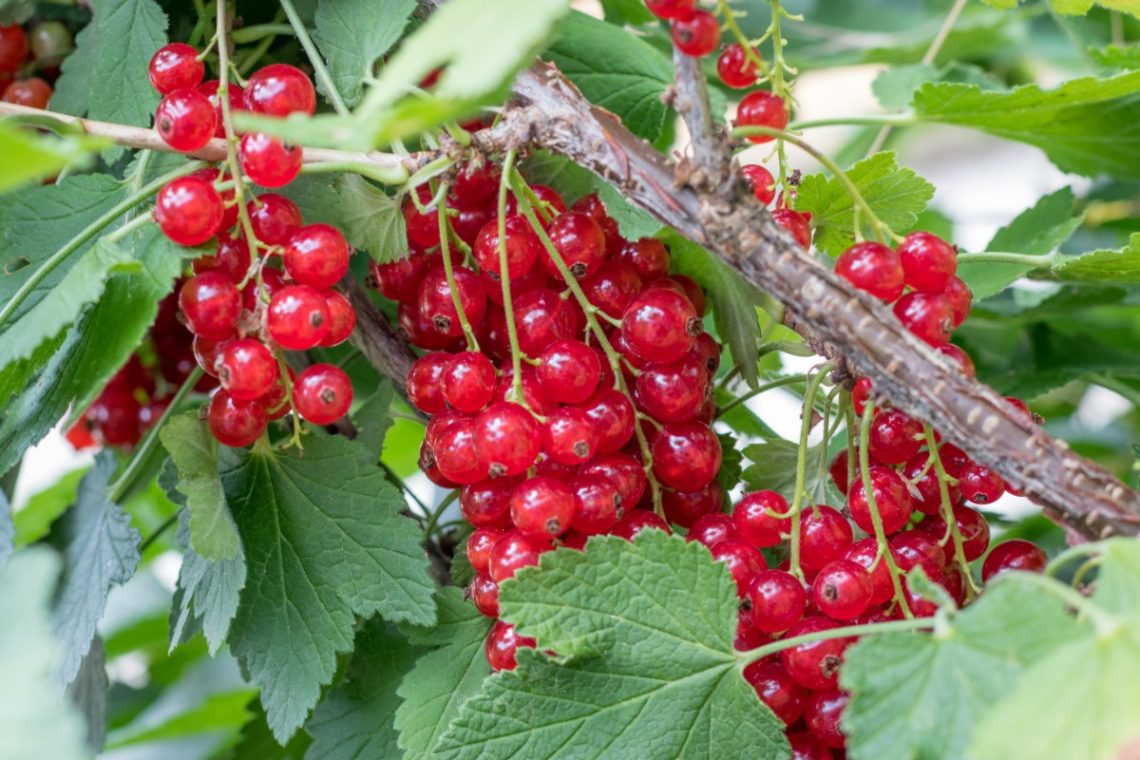 Ribes: Tutte le proprietà e i benefici dei ribes per la tua salute ...
