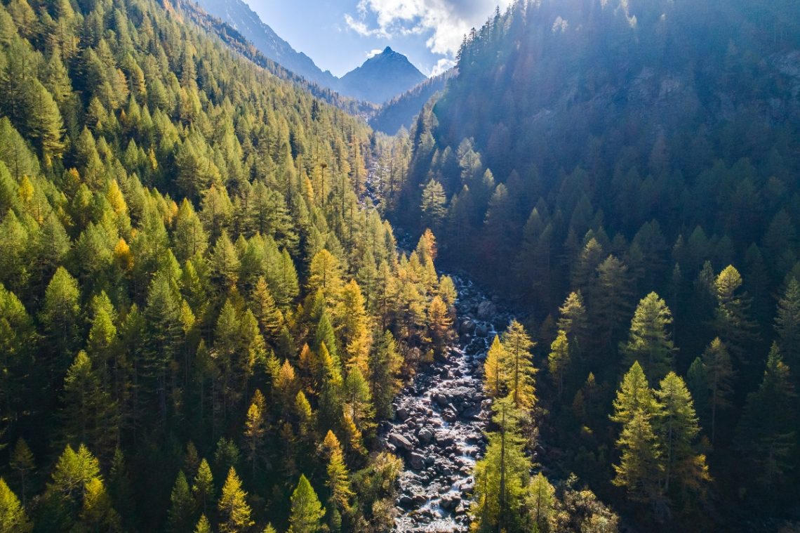 Pinoli: proprietà nutrizionali, calorie, benefici e usi