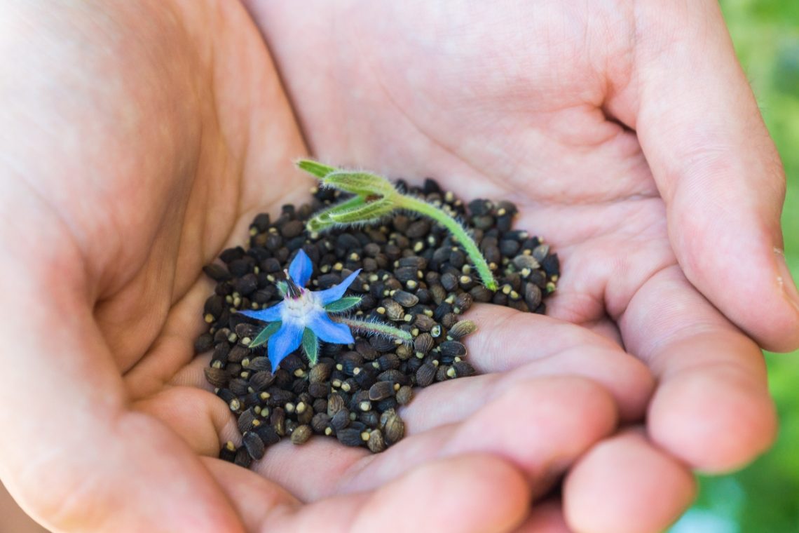 Borragine: cos'è, proprietà, controindicazioni e come cucinarla - Melarossa