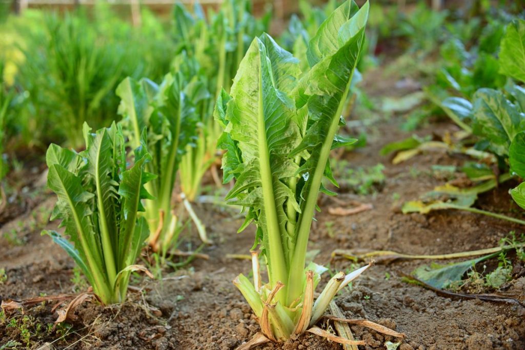 Cicoria: proprietà, benefici e le migliori ricette