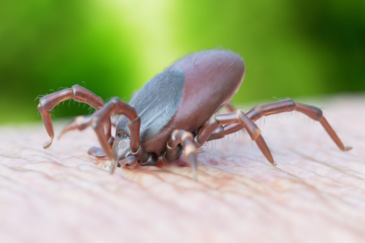 Puntura o morso di zecca, cosa fare, quali sono i sintomi e come prevenire