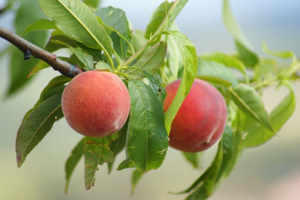 Pesche: proprietà, benefici e idee per gustarle