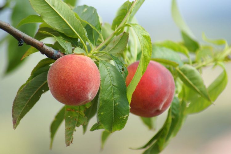 Pesche: proprietà, benefici e idee per gustarle