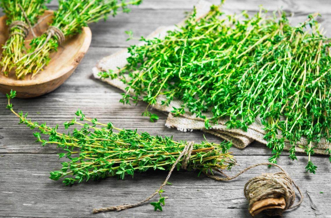 Timo: valori nutrizionali, proprietà medicinali e usi in cucina