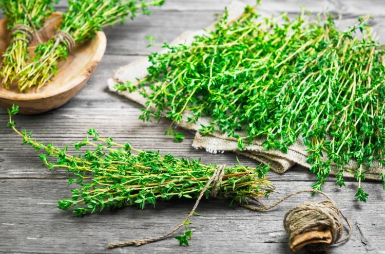 Timo: valori nutrizionali, proprietà medicinali e usi in cucina