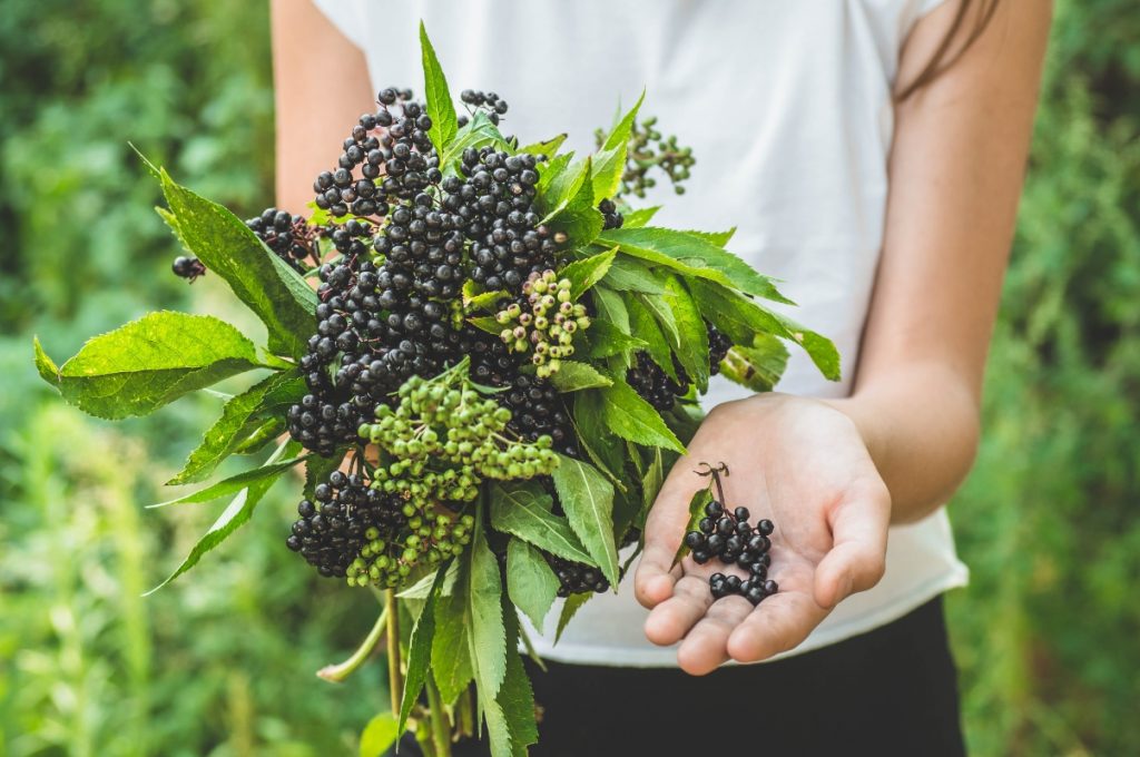 Sambuco: usi, benefici e proprietà della pianta e dei fiori