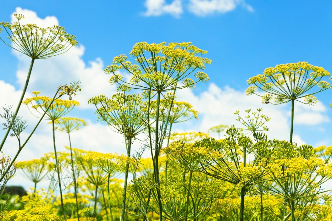 Aneto: cos’è, benefici per la salute, valori nutrizionali e ricette