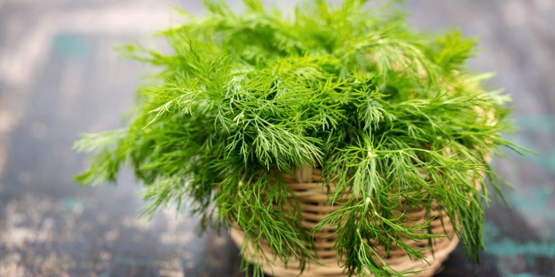 Aneto: cos’è, benefici per la salute, valori nutrizionali e ricette