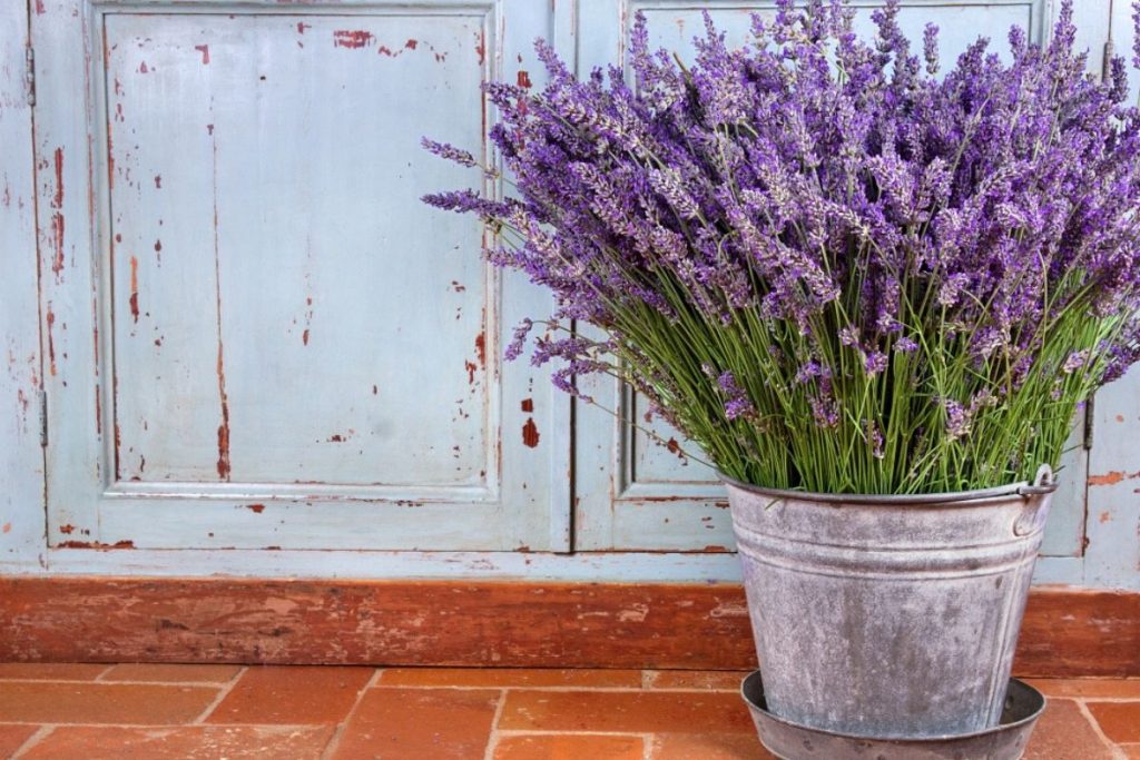 Lavanda: 6 benefici e usi per salute e bellezza