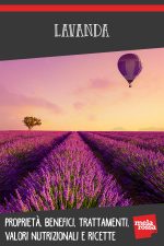 Lavanda: proprietà, benefici, trattamenti, valori nutrizionali e ricette