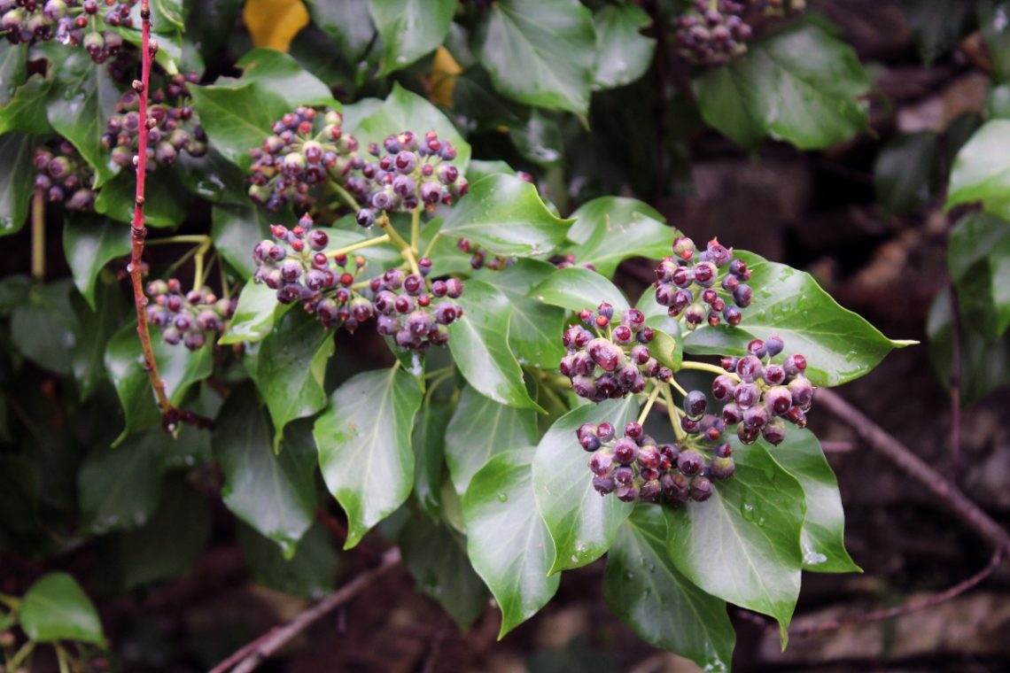 Edera: la pianta rampicante tra benefici, rimedi naturali, effetti ...