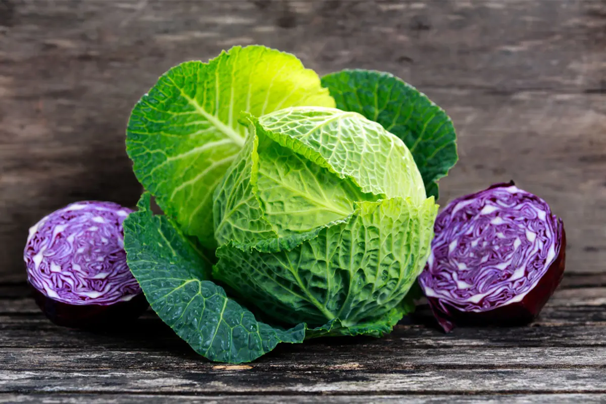 Cavolo: proprietà, benefici, varietà e ricette - Melarossa