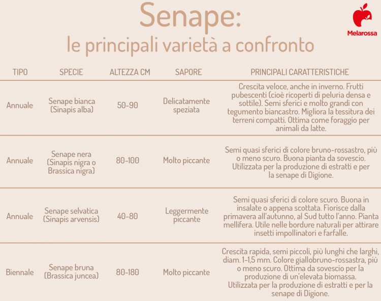 Senape: cos'è, proprietà, benefici per la salute e usi in cucina