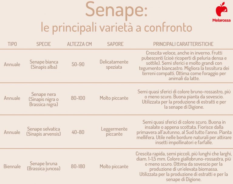 Senape: cos'è, proprietà, benefici per la salute e usi in cucina