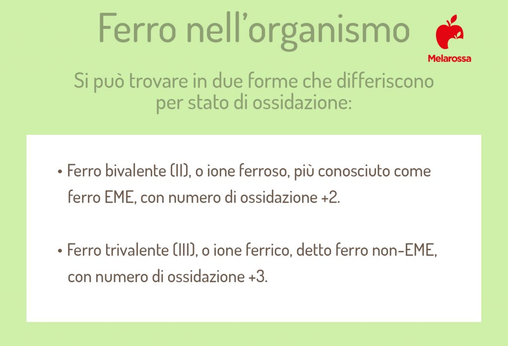 Ferro: che cos’è, fabbisogno e alimenti che ne contengono di più
