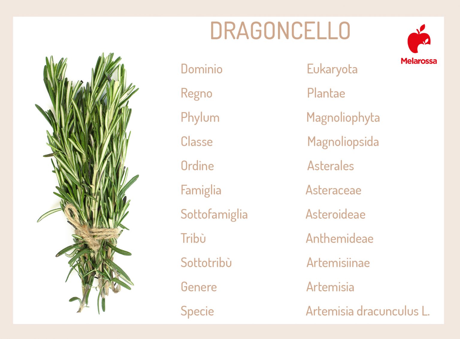 Dragoncello: botanica, proprietà, benefici e come utilizzarlo in cucina