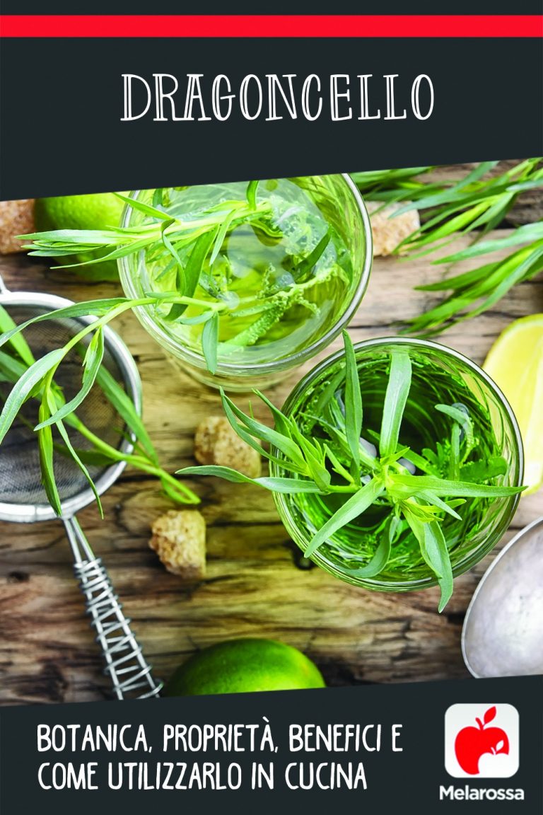 Dragoncello: botanica, proprietà, benefici e come utilizzarlo in cucina