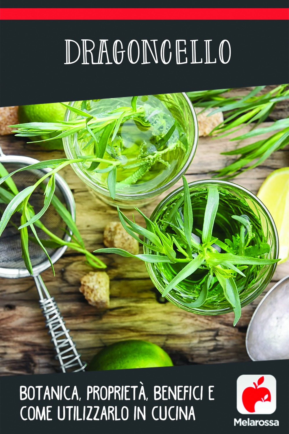 Dragoncello: botanica, proprietà, benefici e come utilizzarlo in cucina