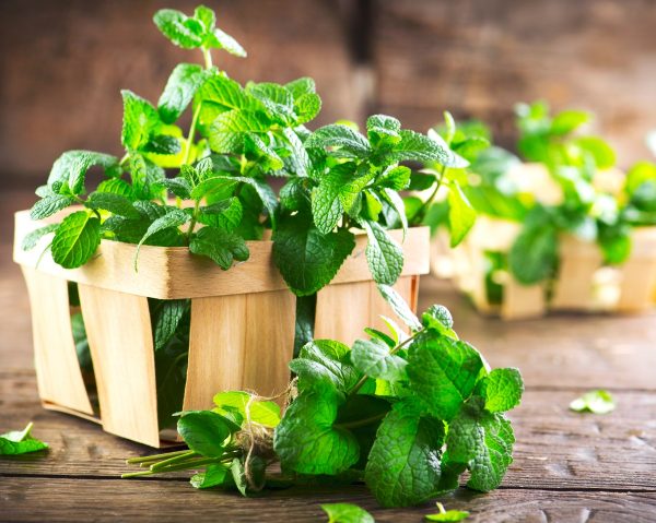 Menta: cos'è, benefici e proprietà, usi in cucina e bellezza