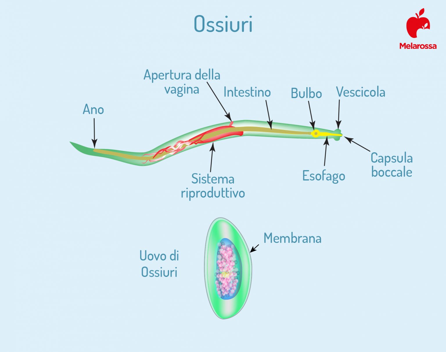 Ossiuri: cosa sono, come si prendono, sintomi, cure e prevenzione