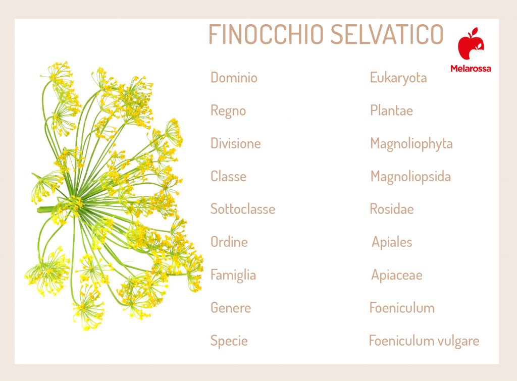 Finocchietto selvatico: proprietà, benefici e usi in cucina