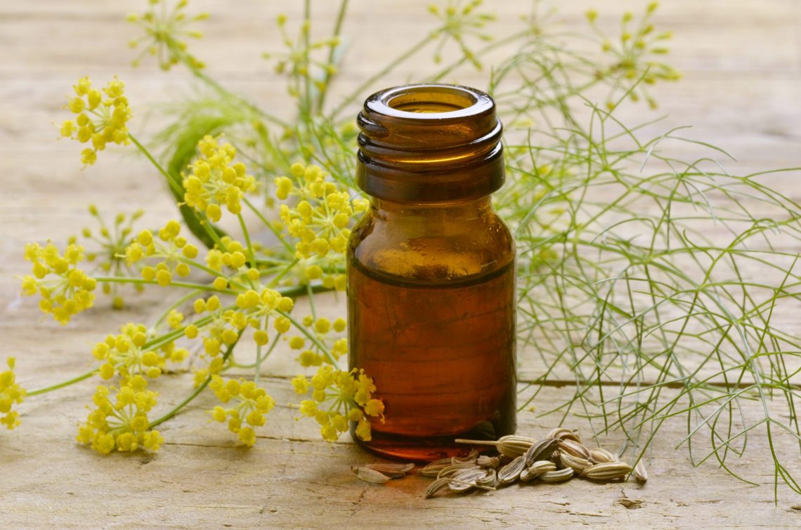 Finocchietto selvatico: proprietà, benefici e usi in cucina