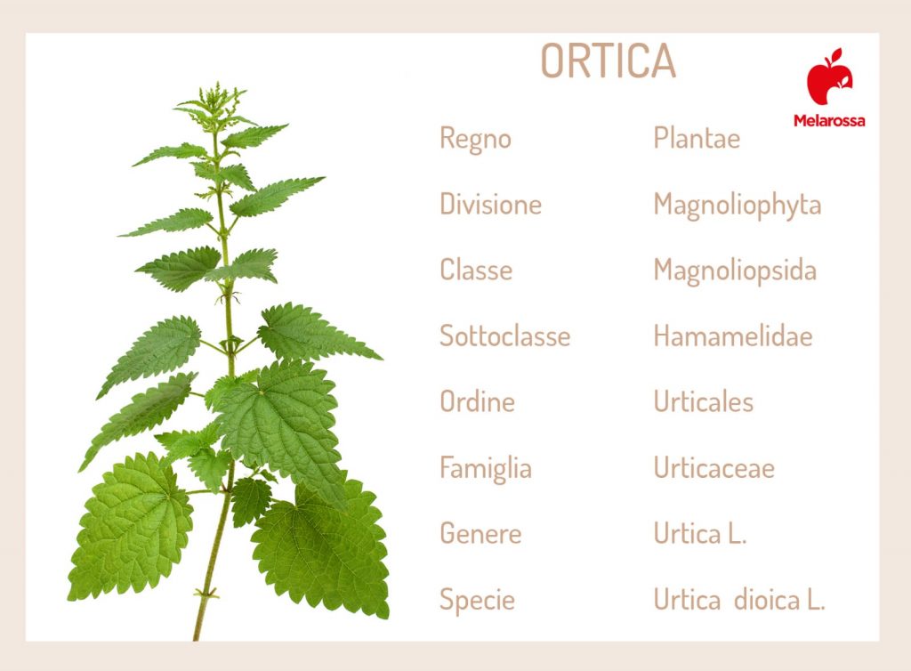 Ortica: benefici, proprietà, usi in cucina e bellezza- Melarossa