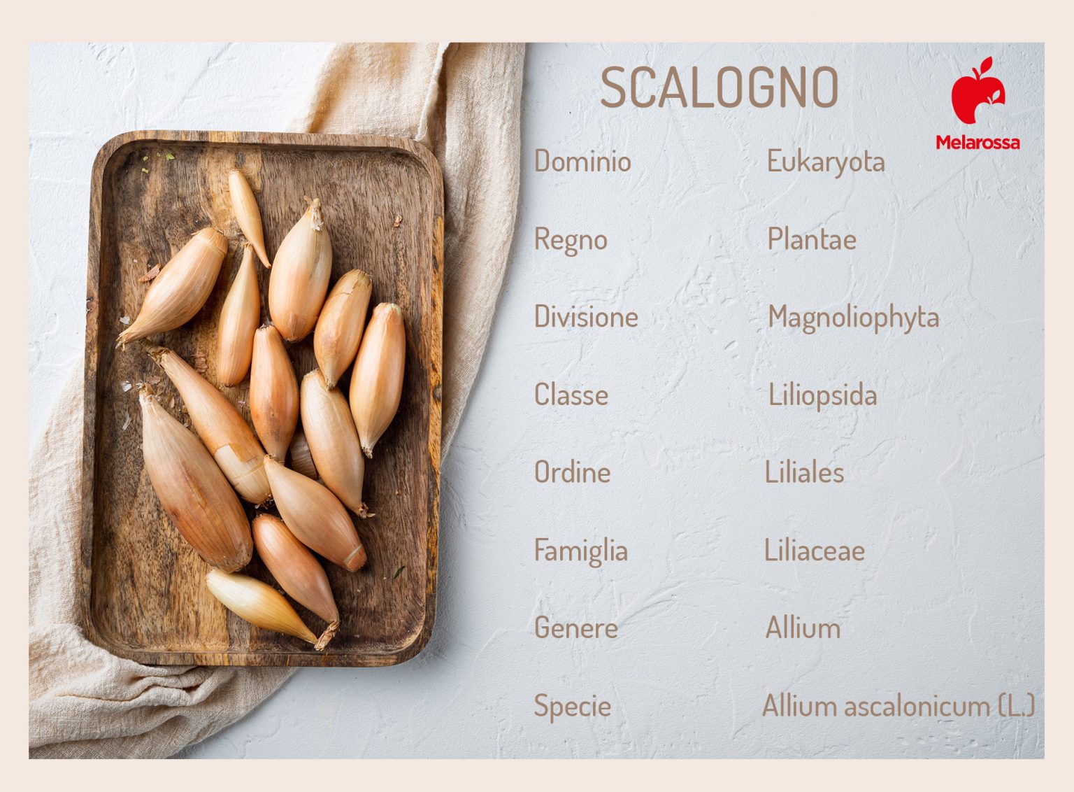 Scalogno: botanica, proprietà, benefici e come utilizzarlo in cucina