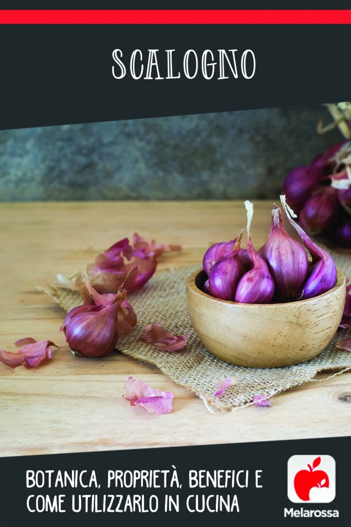 Scalogno: botanica, proprietà, benefici e come utilizzarlo in cucina