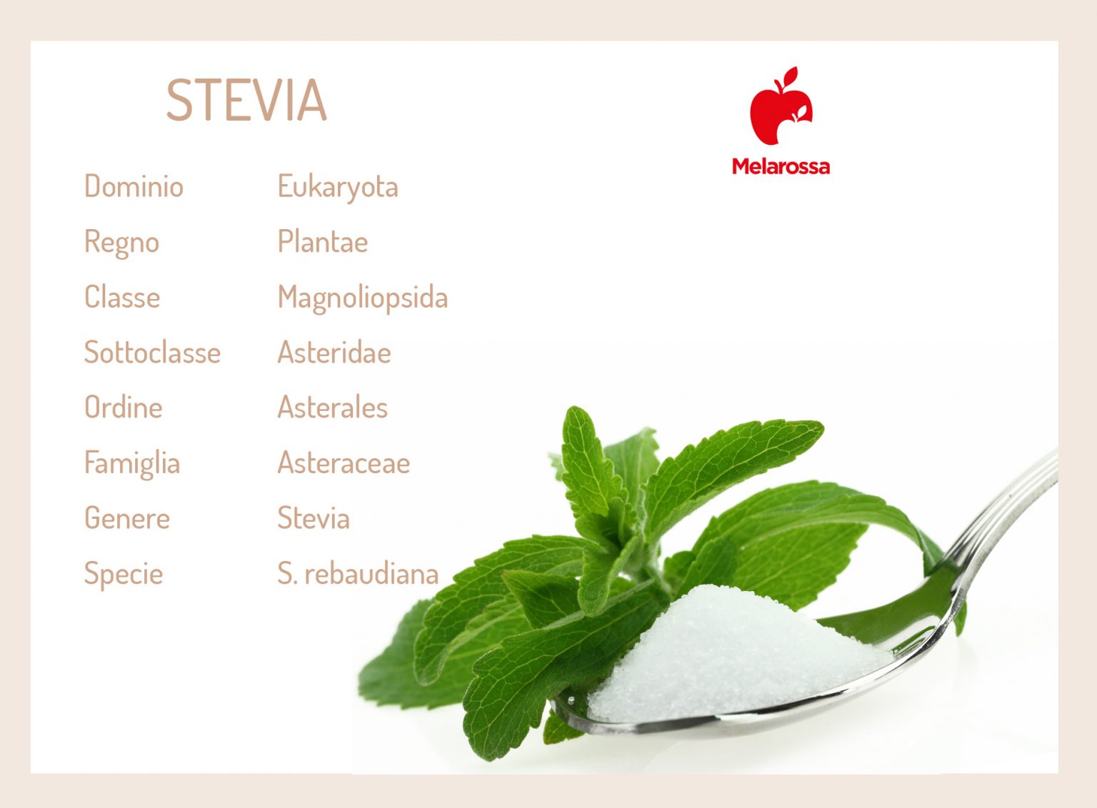 Stevia a dieta: che cos'è, proprietà, benefici, usi, dosaggio