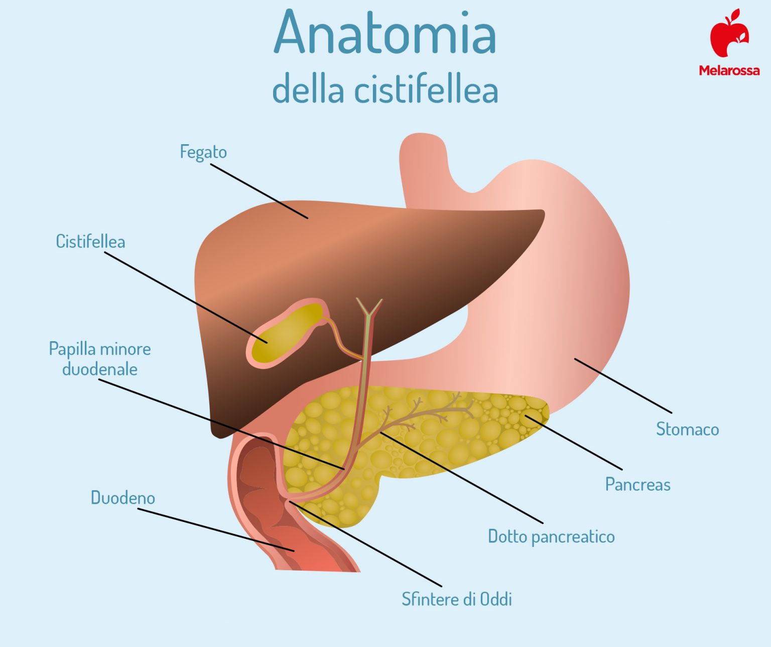 Cistifellea o colecisti: funzioni, dove si trova e sintomi