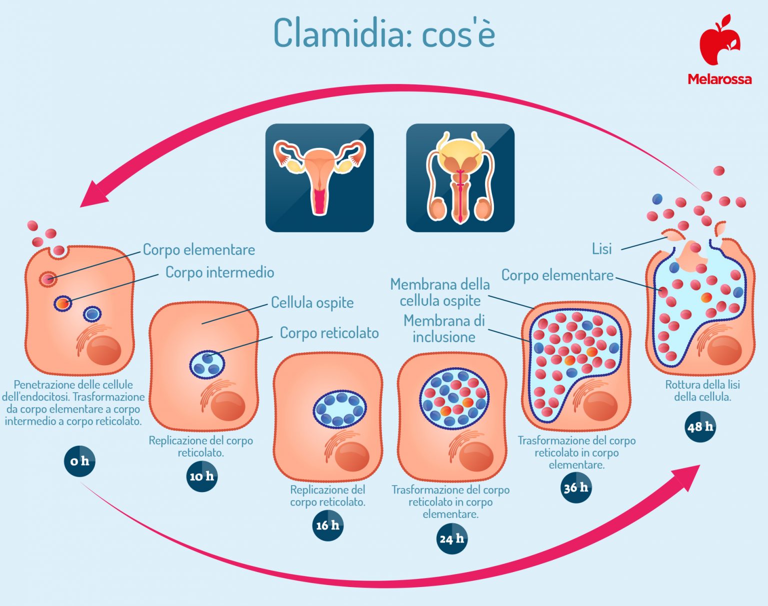 Clamidia: che cos’è, come si trasmette, sintomi cure e prevenzione
