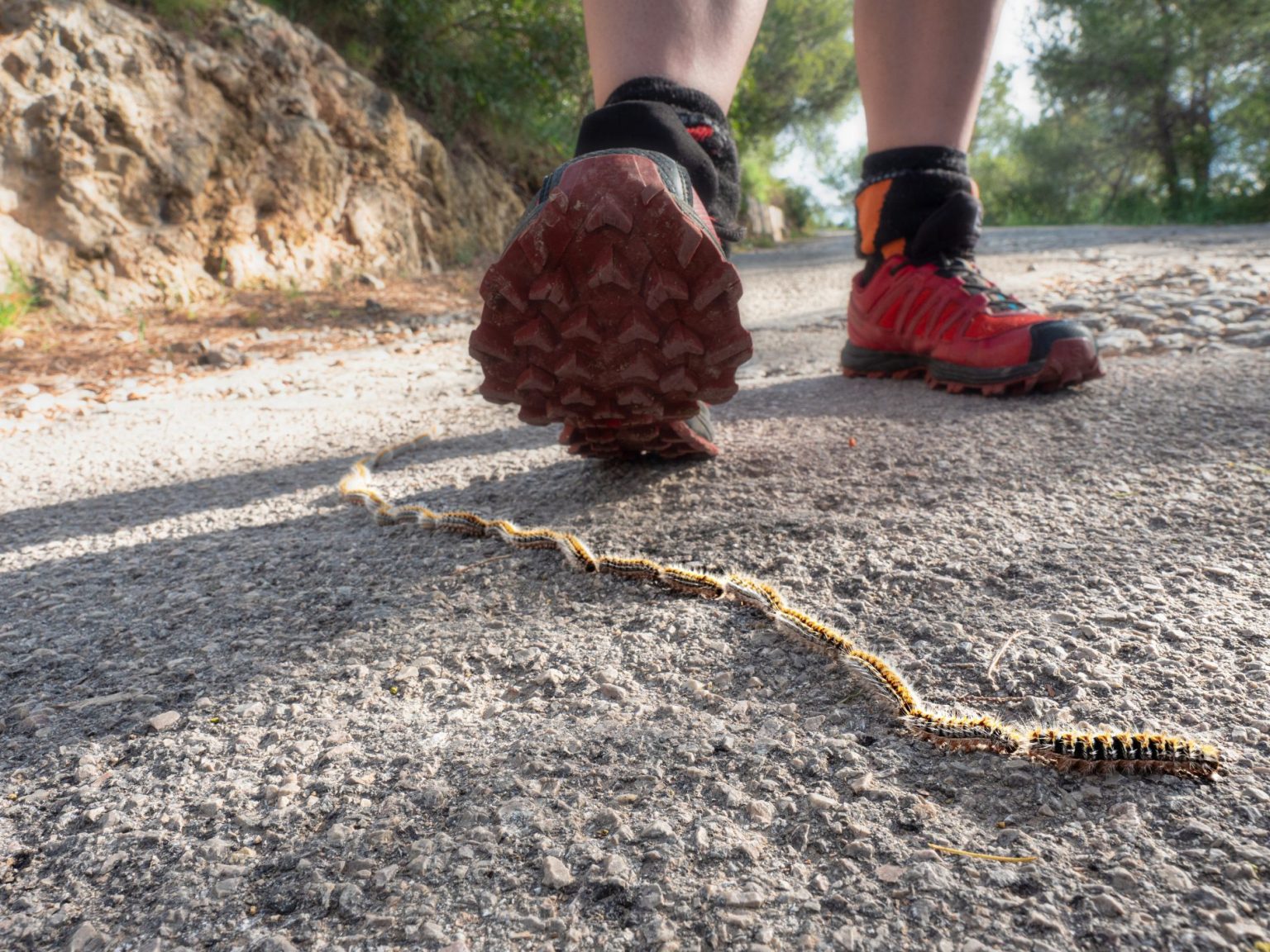 Processionaria: cos’è, rischi per l'uomo e il cane e come eliminarla