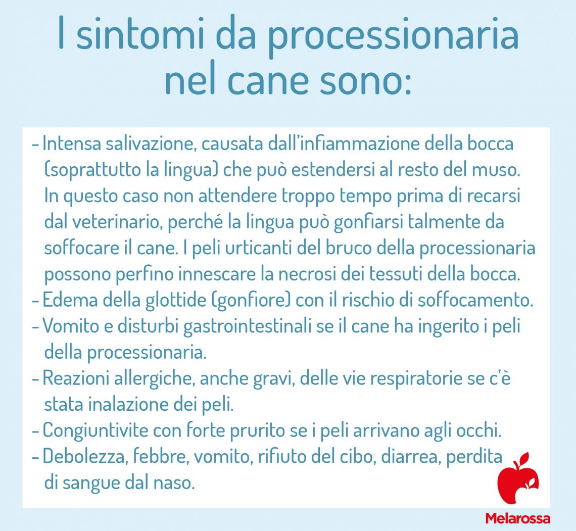 Processionaria: cos’è, rischi per l'uomo e il cane e come eliminarla