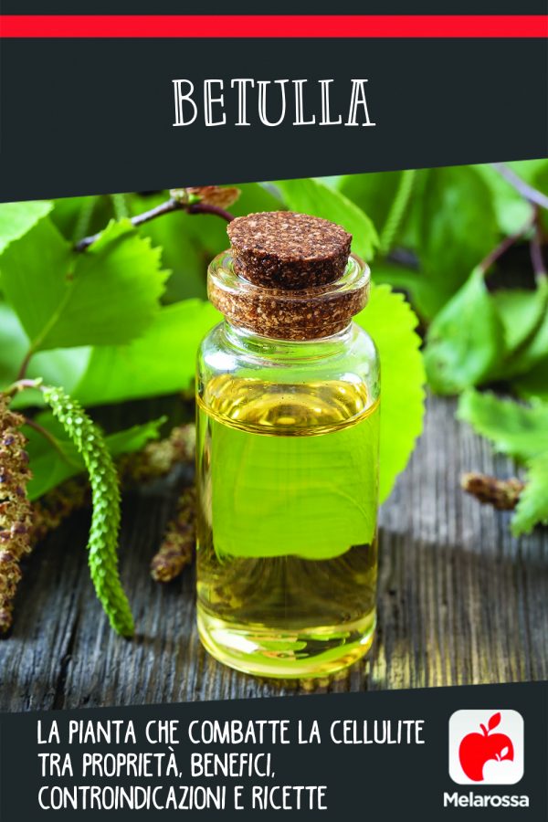 Betulla: proprietà, benefici, controindicazioni e ricette - Melarossa