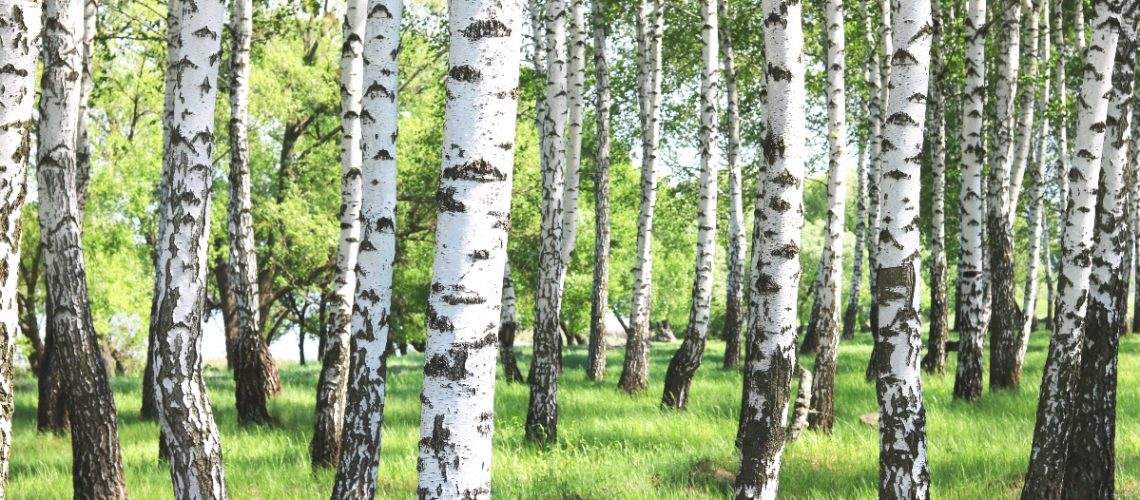 Betulla: proprietà, benefici, controindicazioni e ricette - Melarossa