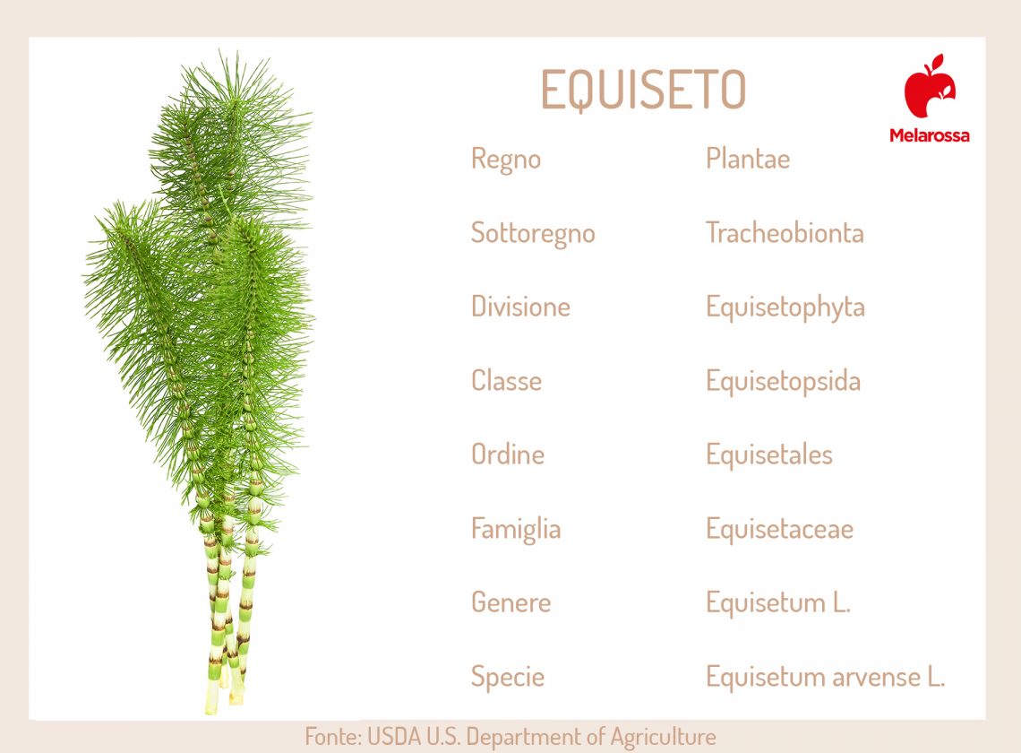 Equiseto: proprietà, benefici, a cosa serve e controindicazioni - Melarossa