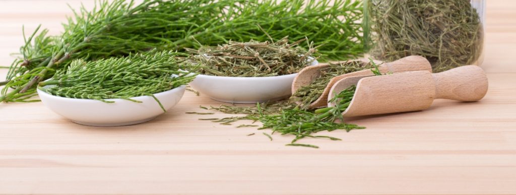 Equiseto: cos'è, proprietà, benefici, ricette cosmetiche e ...