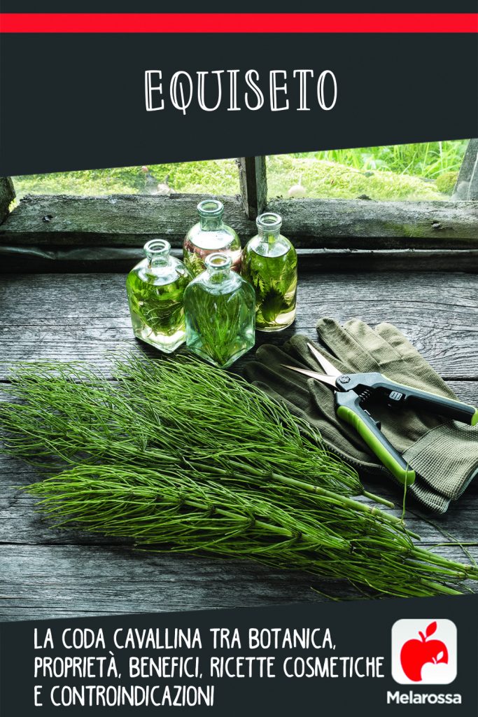 Equiseto: cos'è, proprietà, benefici, ricette cosmetiche e ...