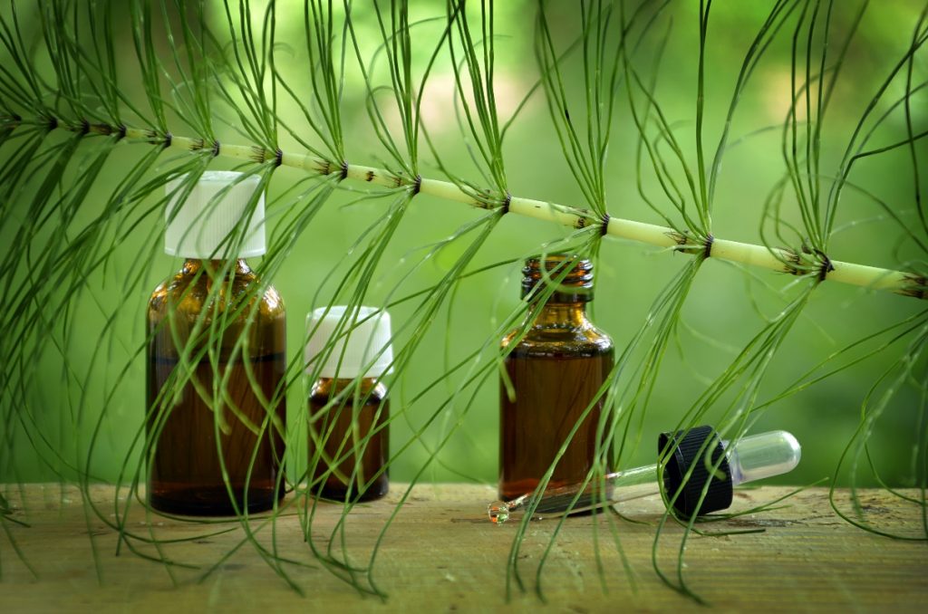 Equiseto: proprietà, benefici, a cosa serve e controindicazioni - Melarossa